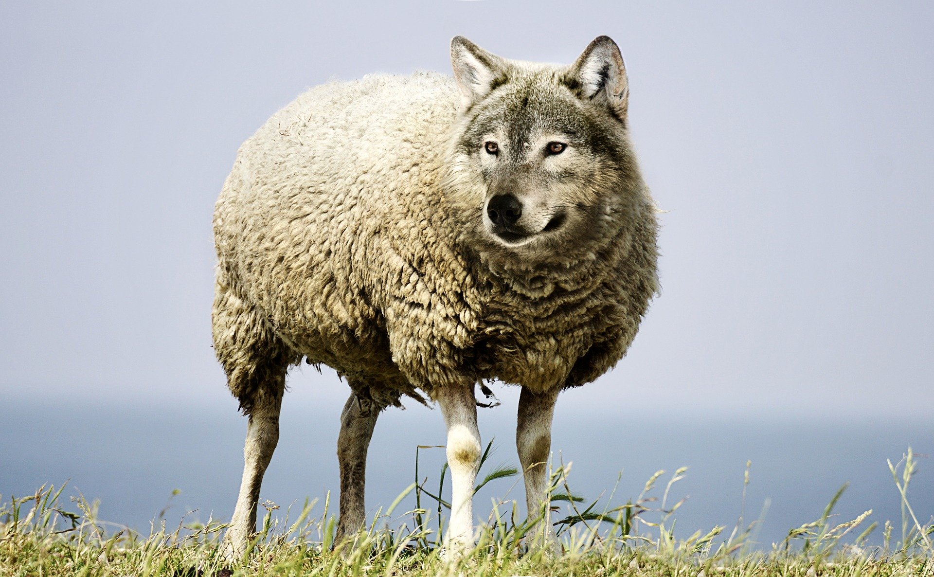 Praying for Shepherds as Wolves Attack