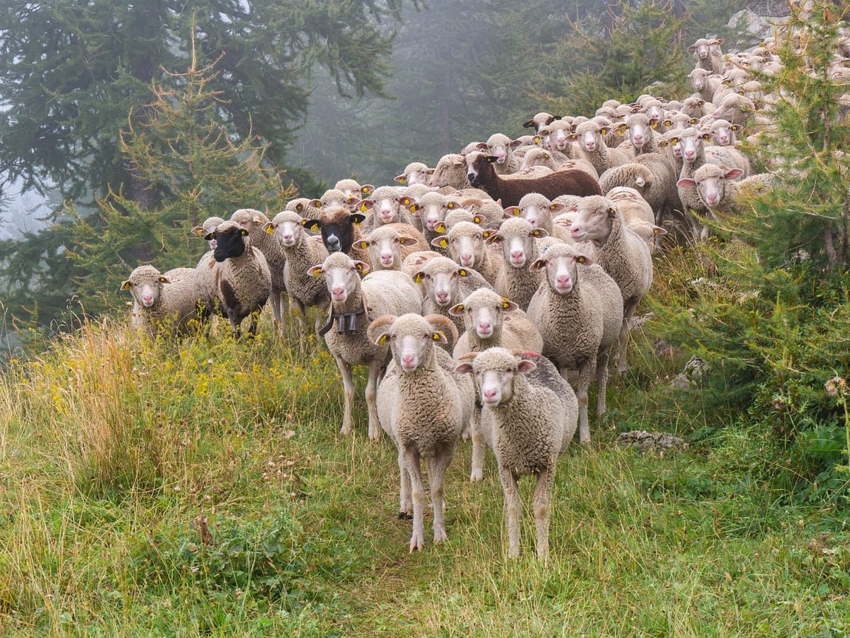 3GT Episode 304: Practical Shepherding